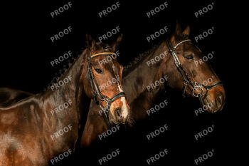 PDG Photography - Online galleries